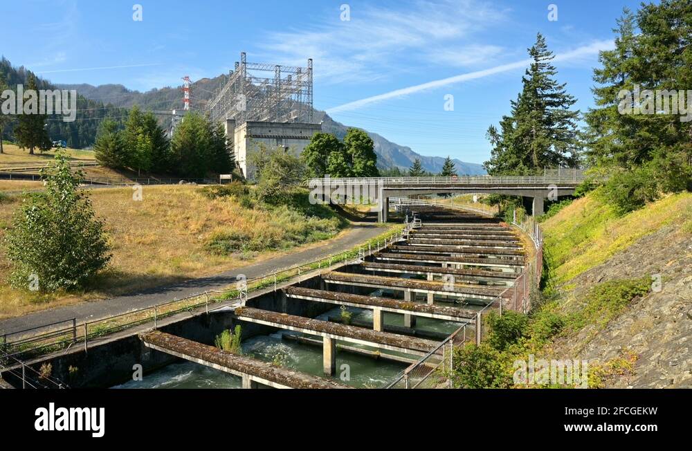 Bonneville hatchery Stock Videos & Footage - HD and 4K Video Clips - Alamy