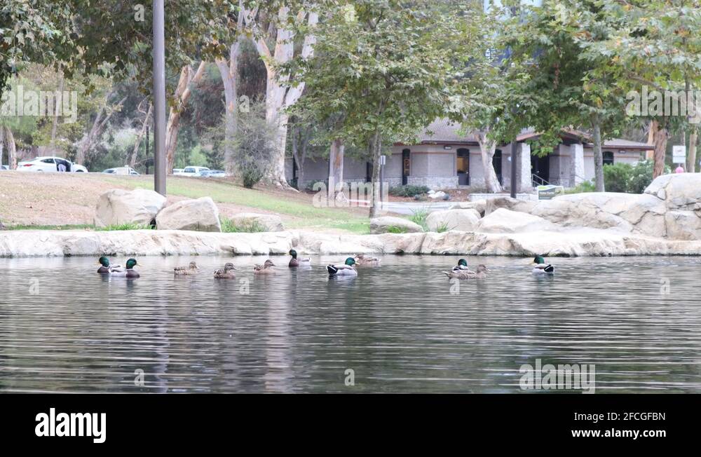 Ducks at Hahn State Park - Culver City, Los Angeles CA Stock Video ...