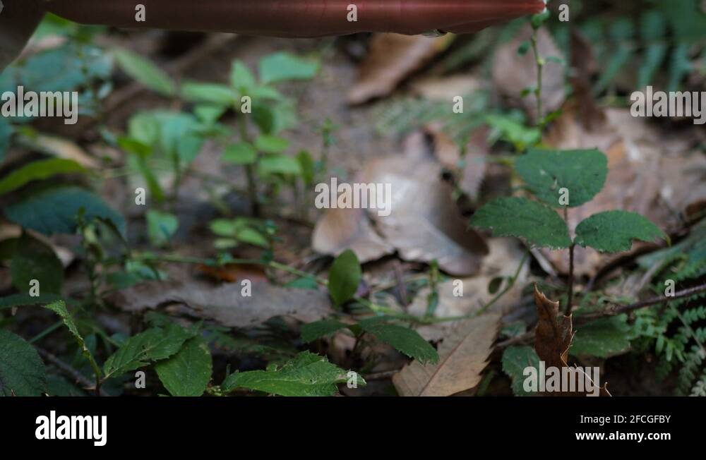 Horse chestnut shell Stock Videos & Footage - HD and 4K Video Clips - Alamy