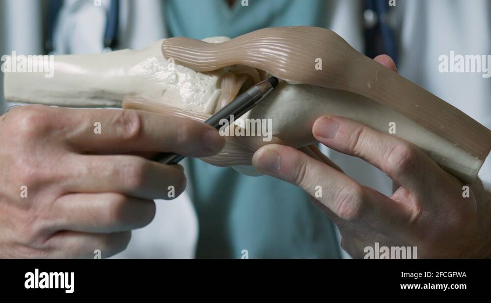 Knee joint model Stock Videos & Footage - HD and 4K Video Clips - Alamy
