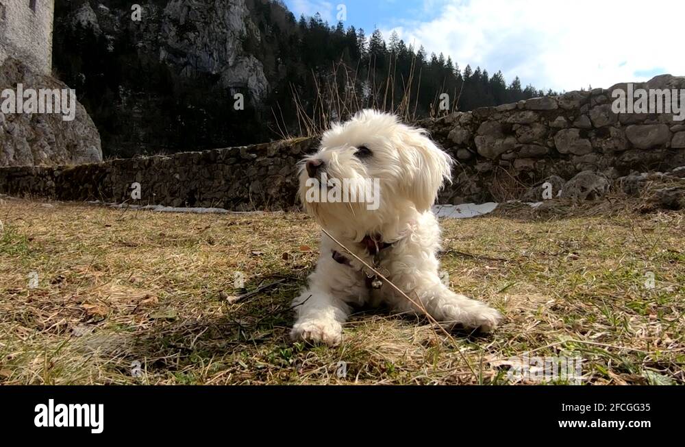 Maltese language Stock Videos & Footage - HD and 4K Video Clips - Alamy