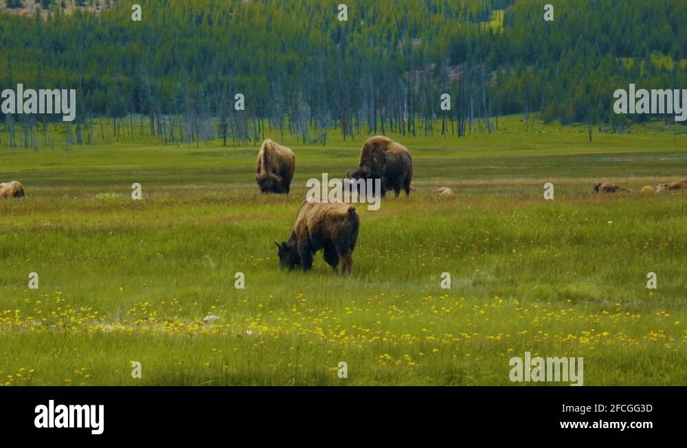 Multiple buffalo Stock Videos & Footage - HD and 4K Video Clips - Alamy
