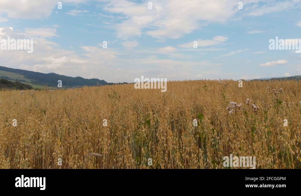 Altitude plants Stock Videos & Footage - HD and 4K Video Clips - Alamy