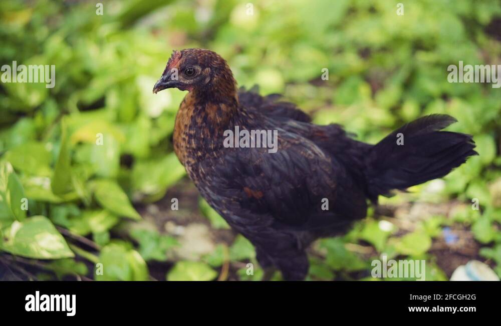 Wild chicken Stock Videos & Footage - HD and 4K Video Clips - Alamy