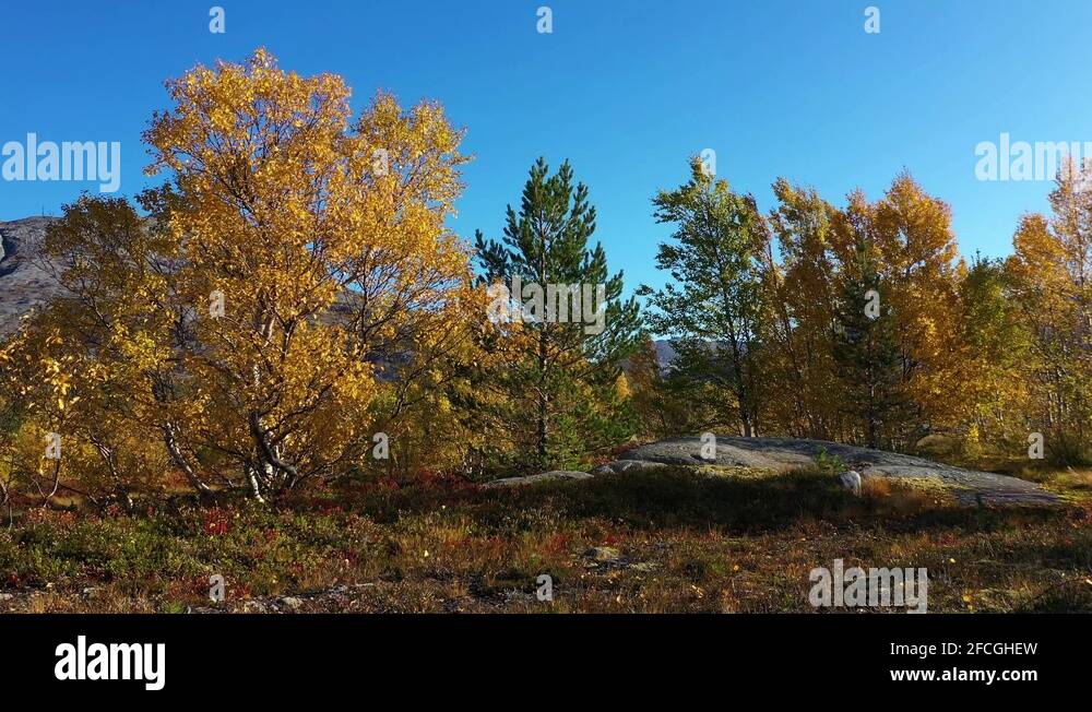 Bowing trees Stock Videos & Footage - HD and 4K Video Clips - Alamy