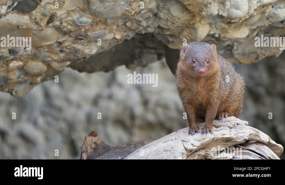 Mongoose animal zoo cute Stock Videos & Footage - HD and 4K Video Clips ...