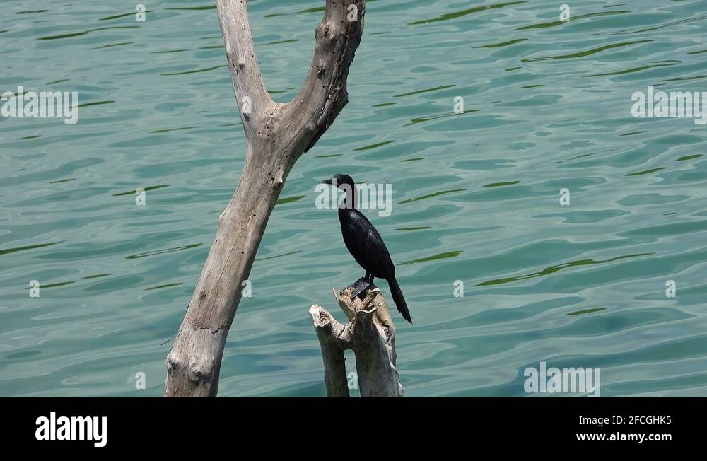Sunken tree branch Stock Videos & Footage - HD and 4K Video Clips - Alamy