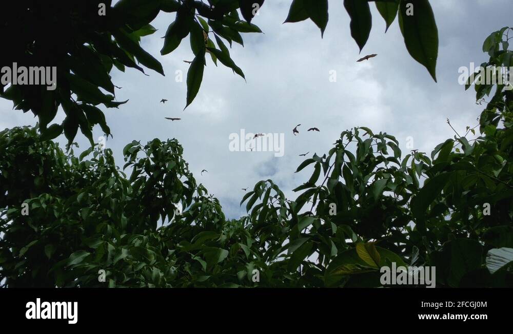 Flying foxes in tree Stock Videos & Footage - HD and 4K Video Clips - Alamy