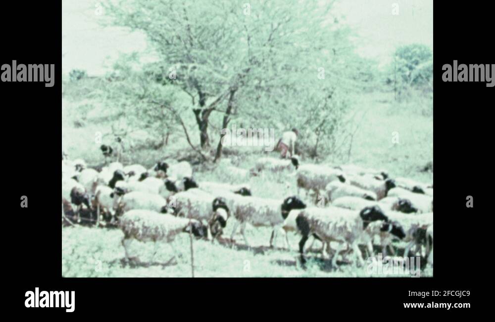 Divide by sheep Stock Videos & Footage - HD and 4K Video Clips - Alamy