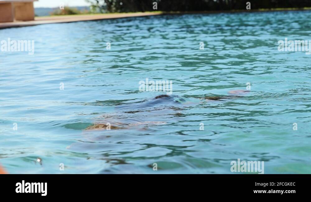 Young boy going underwater and re-emerging from under water Stock Video ...