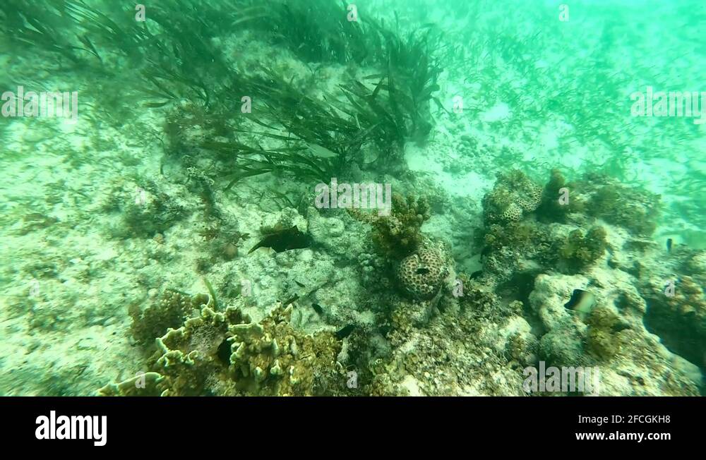 Parrot fish sand Stock Videos & Footage - HD and 4K Video Clips - Alamy