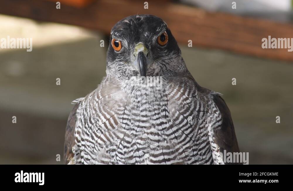 Peregrine falcon turning its head and looking around at a bird show ...