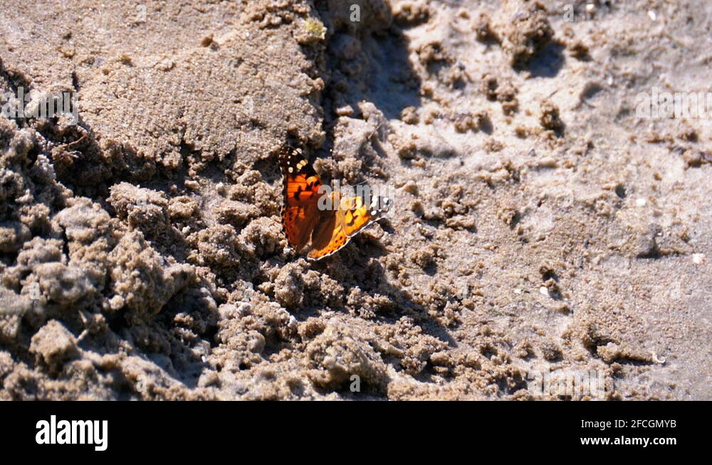 Butterfly and sand Stock Videos & Footage - HD and 4K Video Clips - Alamy