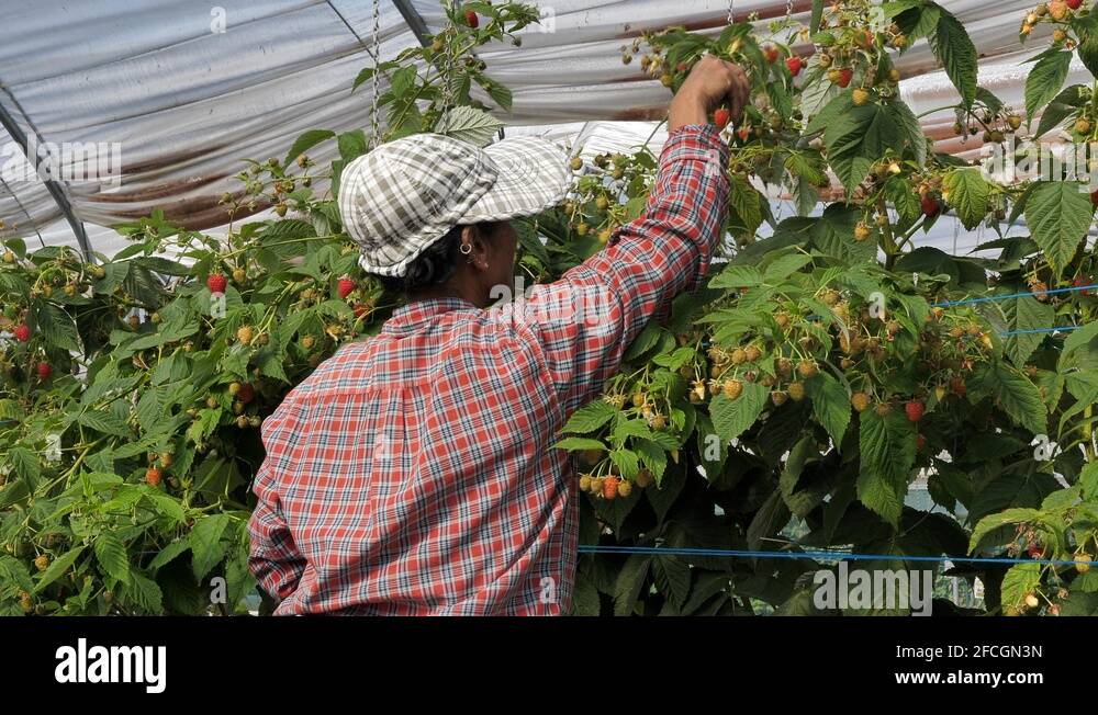 Fruit plantation Stock Videos & Footage - HD and 4K Video Clips - Alamy