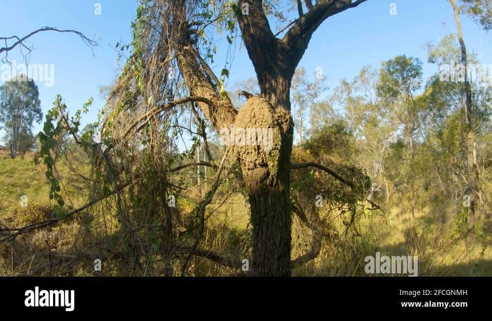 Termite infestation tree Stock Videos & Footage - HD and 4K Video Clips ...