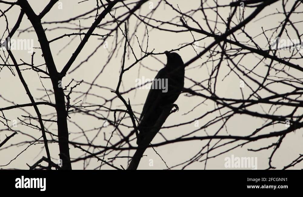 Raven silhouette Stock Videos & Footage - HD and 4K Video Clips - Alamy
