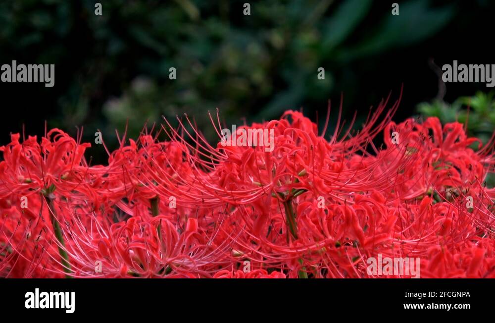 Pan of the Red Spider Lily flowers, lycoris radiata, red magic lily. 4K ...