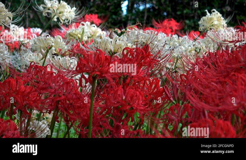 Pan of the Red Spider Lily flowers, lycoris radiata, red magic lily. 4K ...