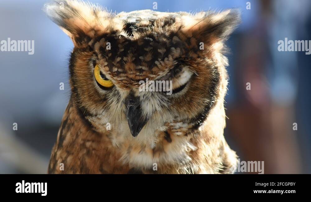 Peeping bird Stock Videos & Footage - HD and 4K Video Clips - Alamy