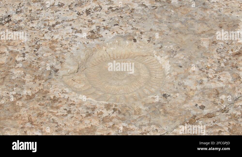 Shell fossil in a rock Stock Videos & Footage - HD and 4K Video Clips ...