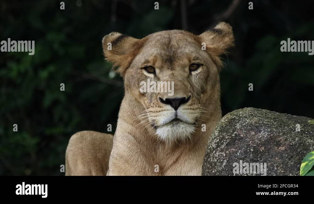 Lioness front view east africa Stock Videos & Footage - HD and 4K Video ...