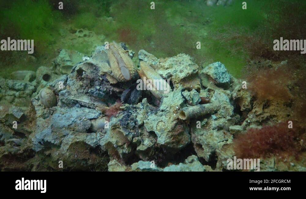 Aquatic bivalve mollusc Stock Videos & Footage - HD and 4K Video Clips ...