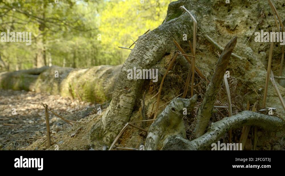 Tree foot roots Stock Videos & Footage - HD and 4K Video Clips - Alamy
