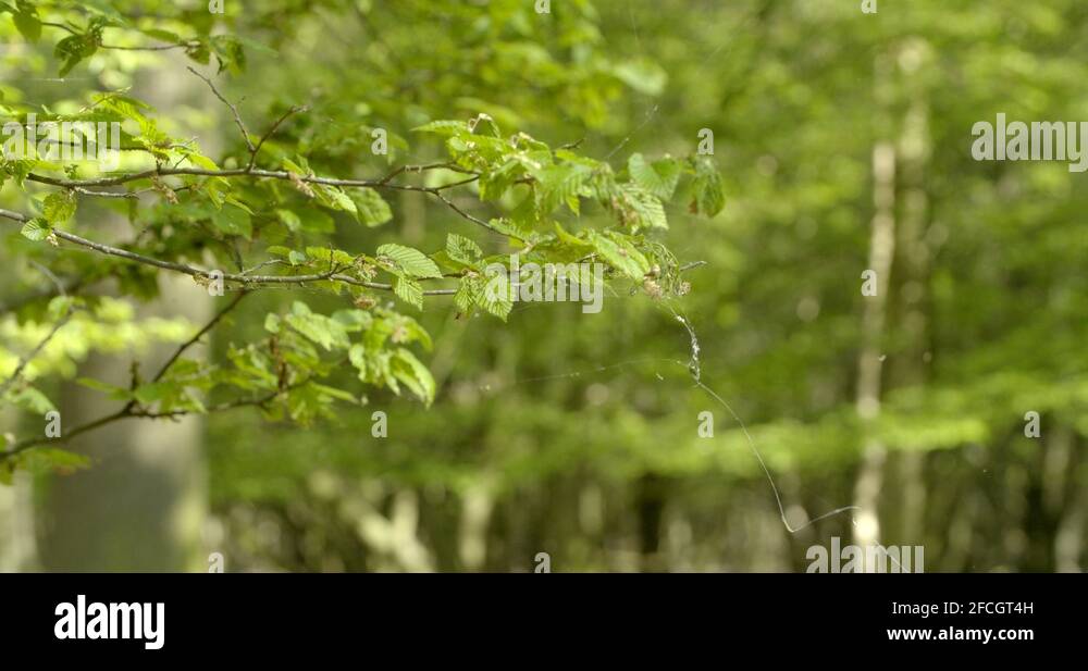 Spiders web tree Stock Videos & Footage - HD and 4K Video Clips - Alamy