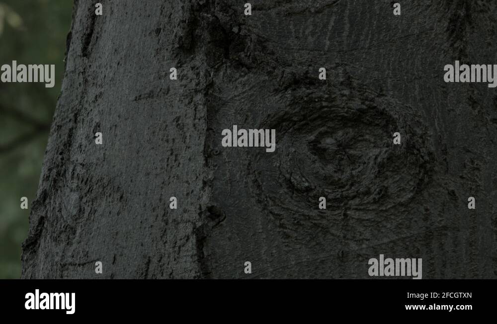 Tree eye in bark Stock Videos & Footage - HD and 4K Video Clips - Alamy