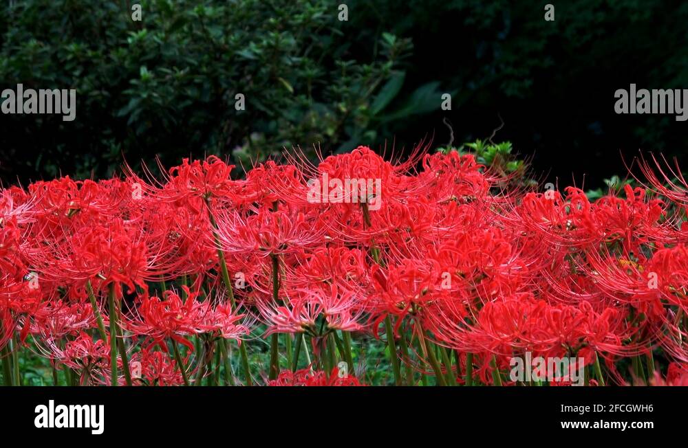 The Red Spider Lily flowers, lycoris radiata, red magic lily. 4K Stock ...