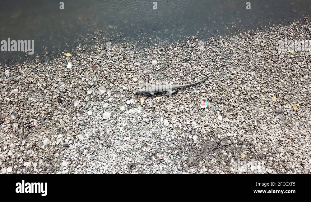 Monitor lizard climb at sea shell look for food at Batu Kawan, Penang ...