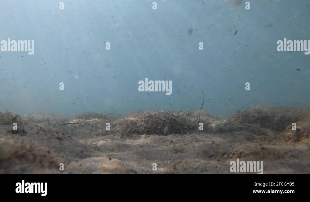 Slow motion underwater sea particles fine sand floating in ocean water ...