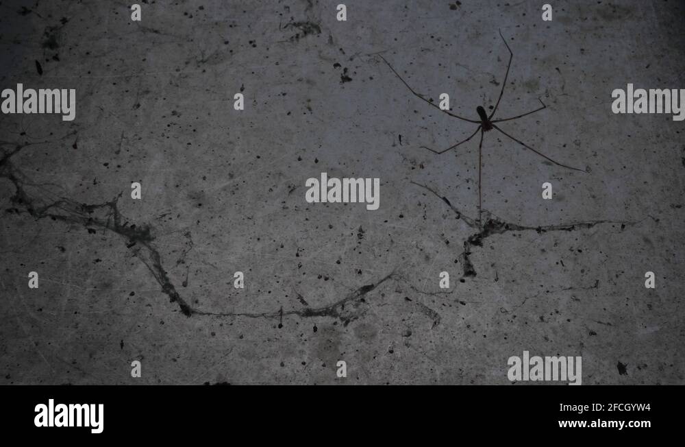 Wind spider Stock Videos & Footage - HD and 4K Video Clips - Alamy