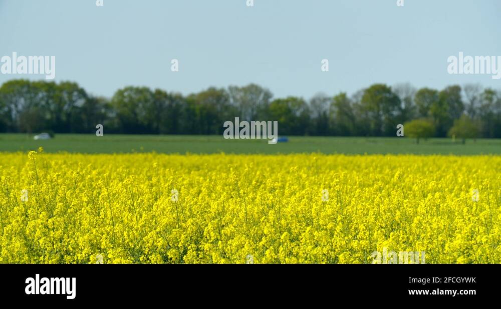 Rapeseed field blowing in the wind in the English countryside with cars ...