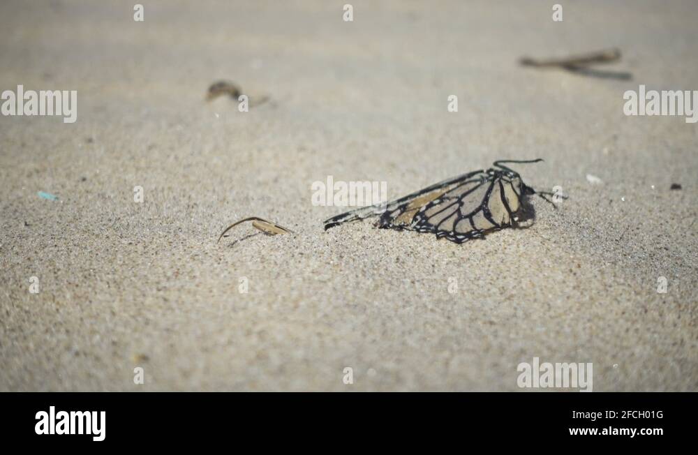 Dead monarch butterfly Stock Videos & Footage - HD and 4K Video Clips ...