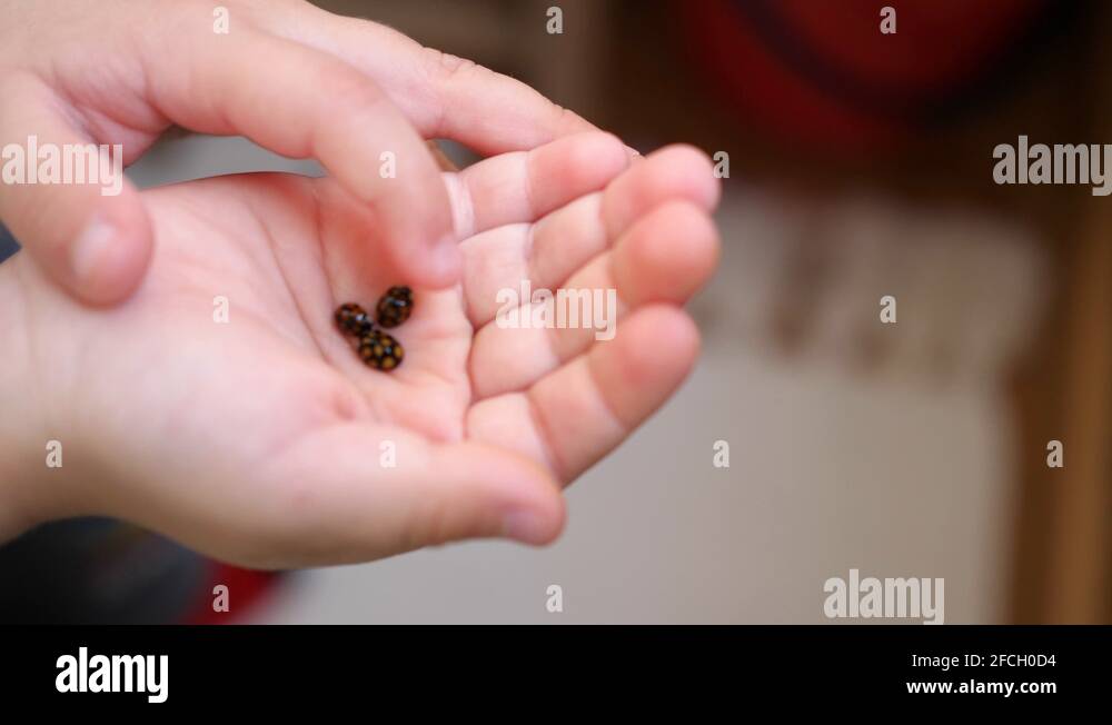 a child in the palm of his hand holding a ladybug. 4K insect Stock ...