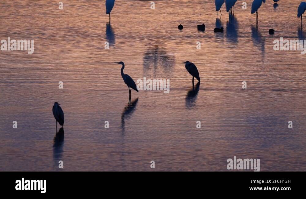 Cranes birds sunset silhouette Stock Videos & Footage - HD and 4K Video ...