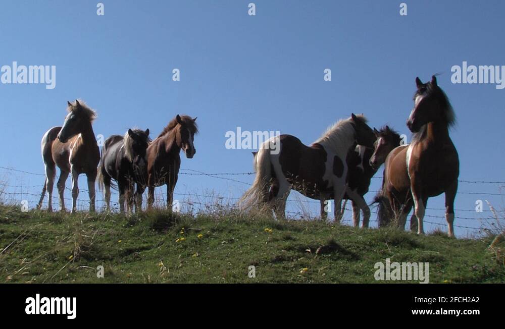 Horses in groups Stock Videos & Footage - HD and 4K Video Clips - Alamy