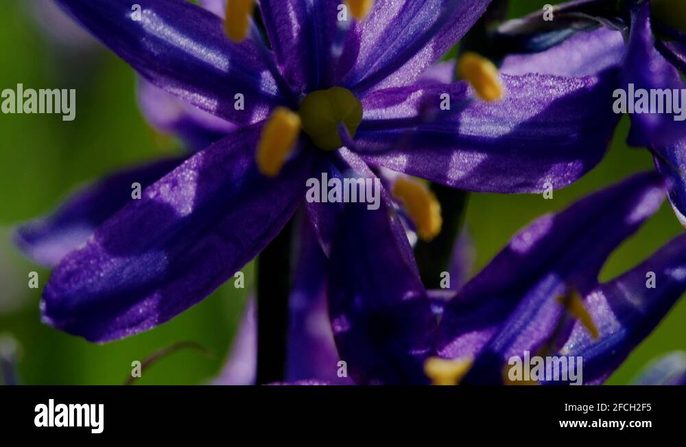 Indian lilly Stock Videos & Footage - HD and 4K Video Clips - Alamy