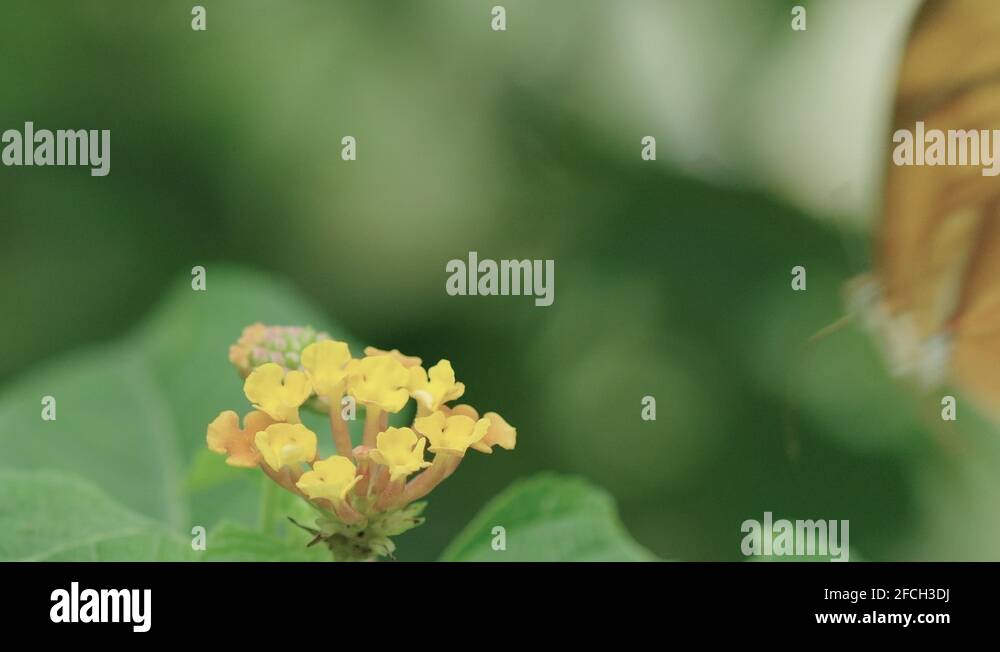 A Dryas Iulia or Julia butterfly flutters onto a flower, feeds and ...