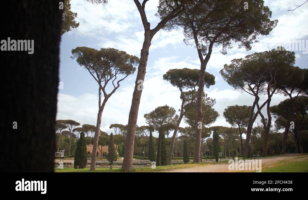Pine trees of rome Stock Videos & Footage - HD and 4K Video Clips - Alamy