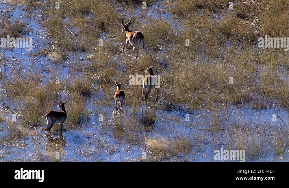 Lechwe okavango delta Stock Videos & Footage - HD and 4K Video Clips ...