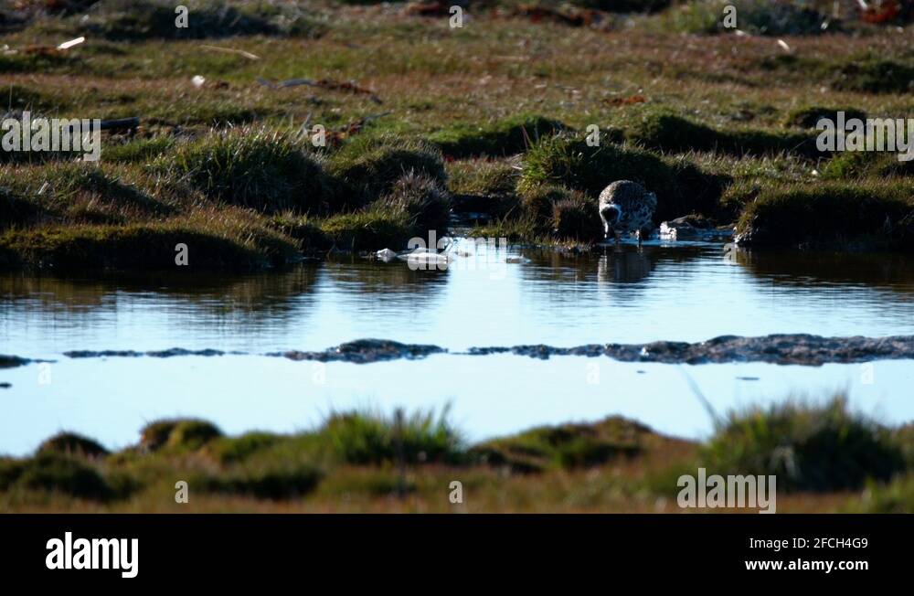 Bird talons Stock Videos & Footage - HD and 4K Video Clips - Alamy