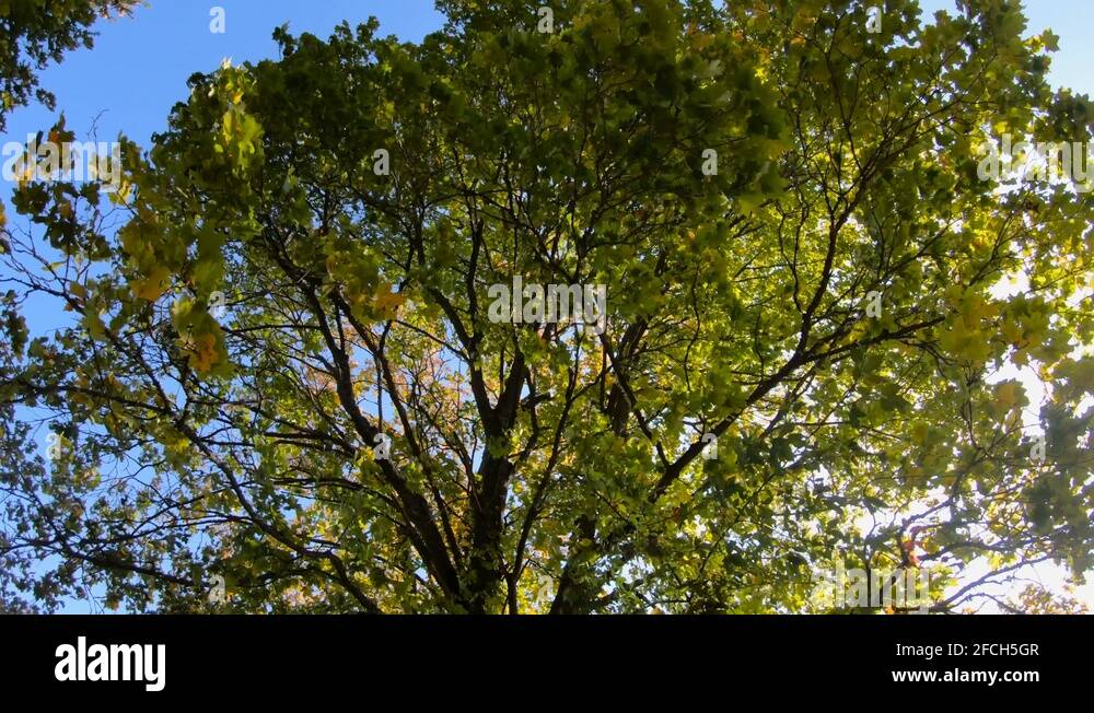 Huge maple tree Stock Videos & Footage - HD and 4K Video Clips - Alamy