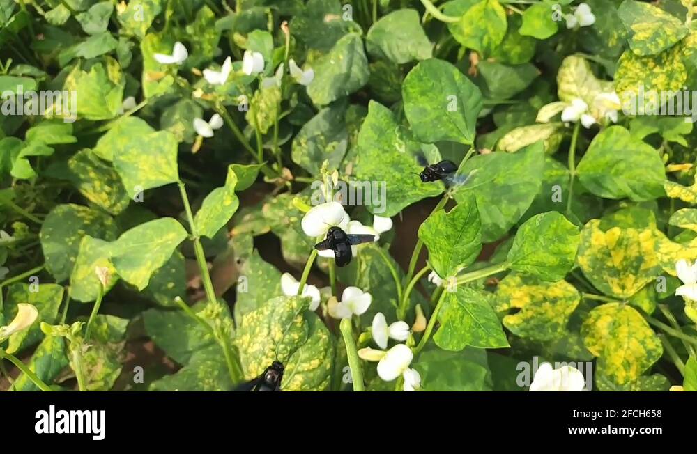 Fighting flower Stock Videos & Footage - HD and 4K Video Clips - Alamy