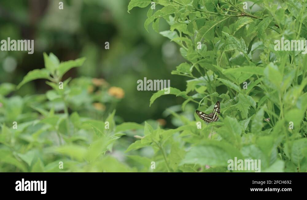 Neptis Stock Videos & Footage - HD and 4K Video Clips - Alamy