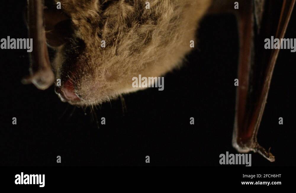 Insectivore teeth Stock Videos & Footage - HD and 4K Video Clips - Alamy