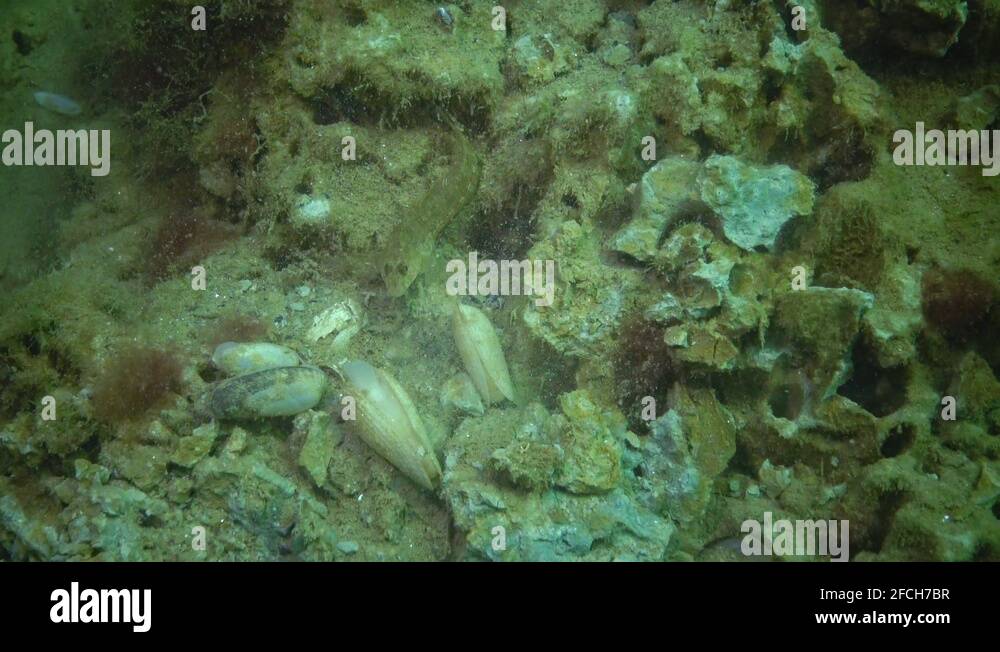 The shellfish bar Stock Videos & Footage - HD and 4K Video Clips - Alamy