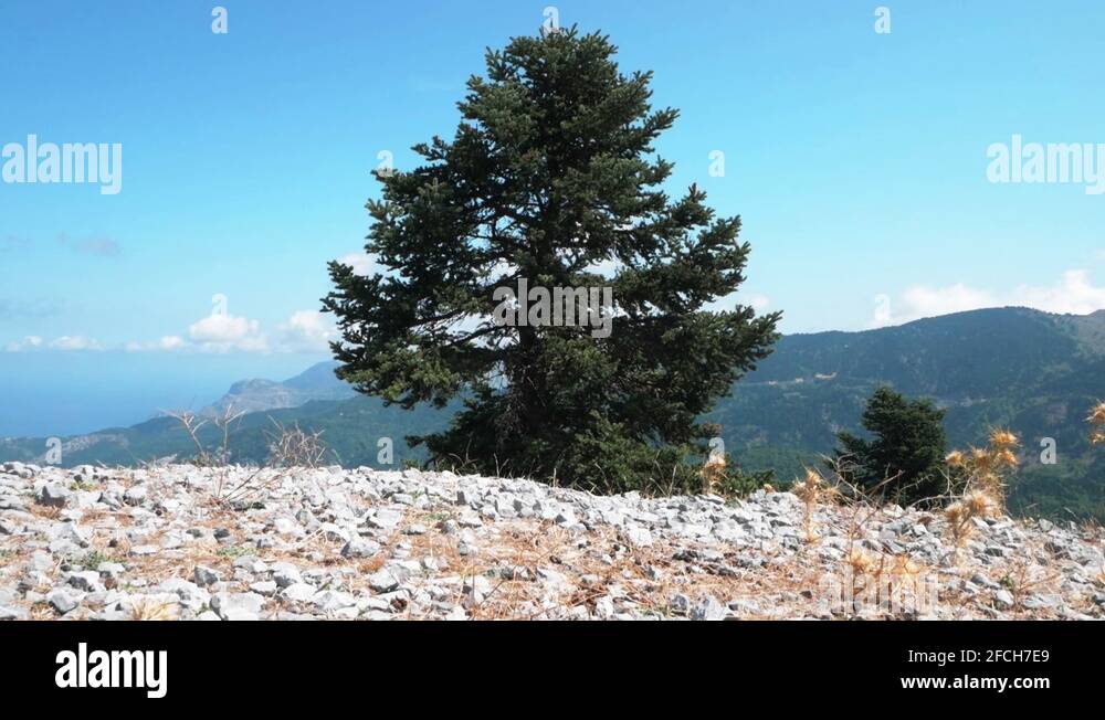 Light on single tree Stock Videos & Footage - HD and 4K Video Clips - Alamy
