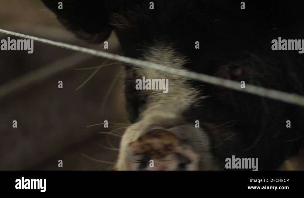 Pig snouts Stock Videos & Footage - HD and 4K Video Clips - Alamy